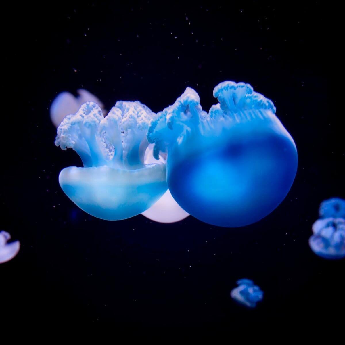 Box Jellyfish Size Comparison