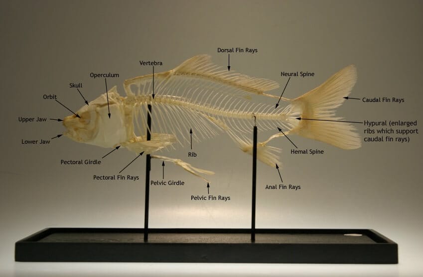 Cartilaginous Fish vs Bony Fish: Main Differences - Ocean Info