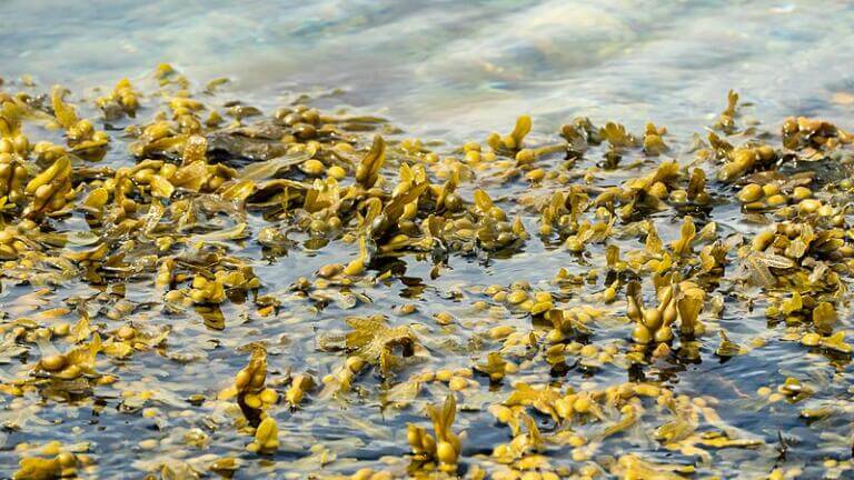 Bladder Wrack: An Ecosystem Wonder - Ocean Info