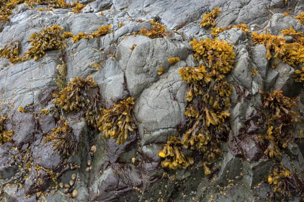 Bladder Wrack: An Ecosystem Wonder - Ocean Info