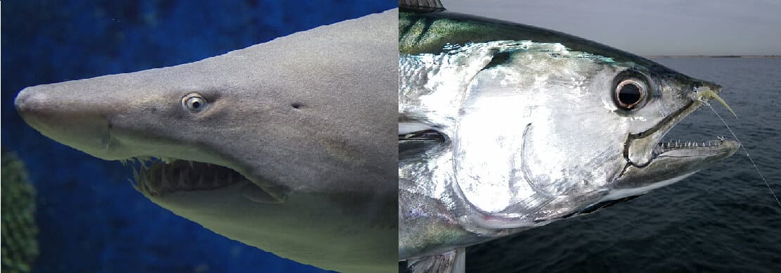 Cartilaginous Fish vs Bony Fish: Main Differences - Ocean Info