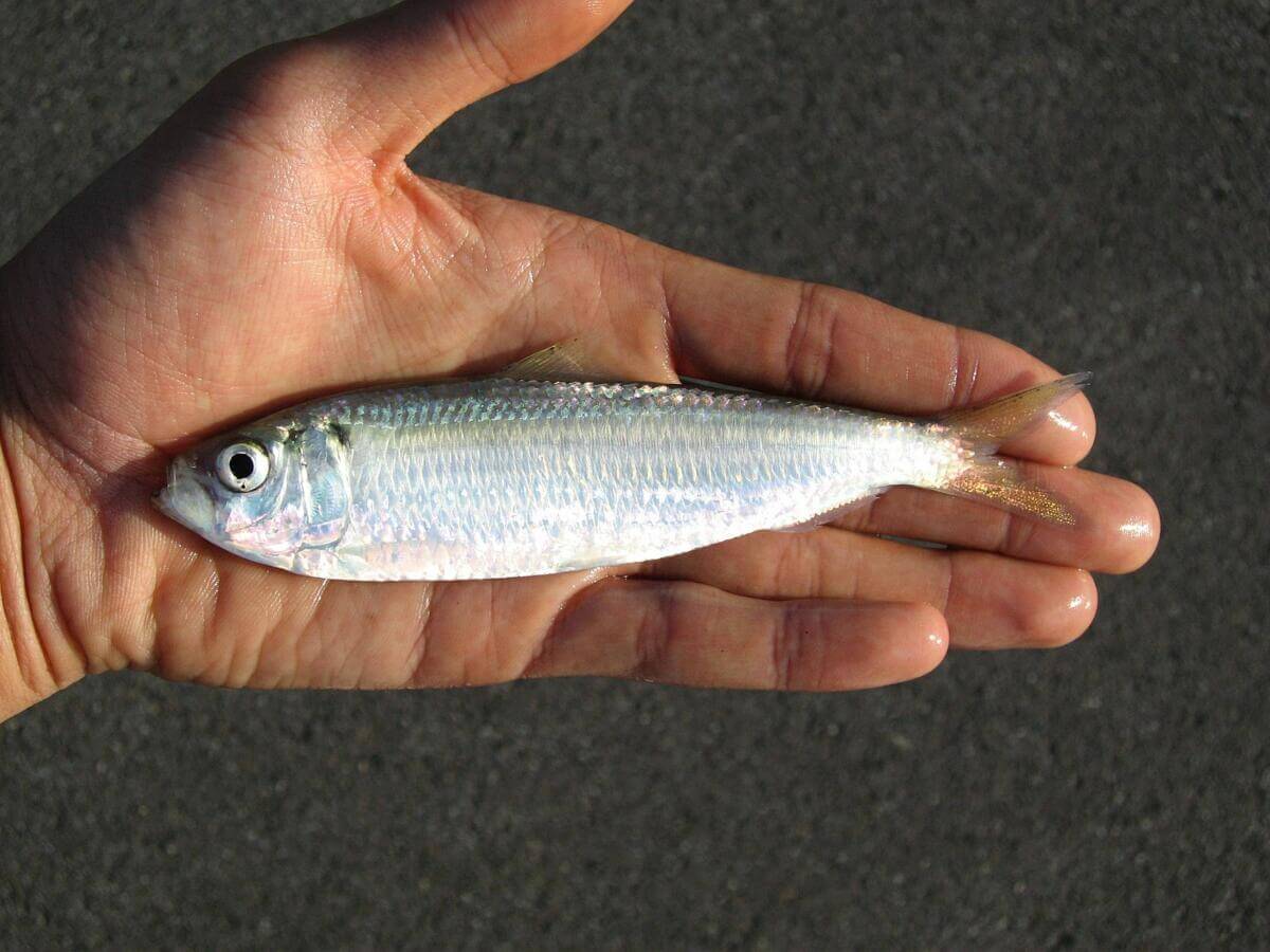 Japanese Pilchard: Facts, Diet, Habitat, and More - Ocean Info