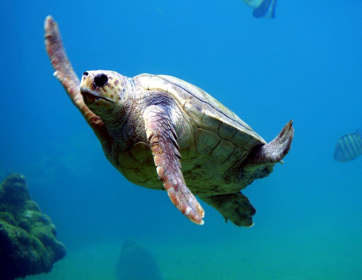 Loggerhead Sea Turtle: World's Second Largest Turtle - Ocean Info