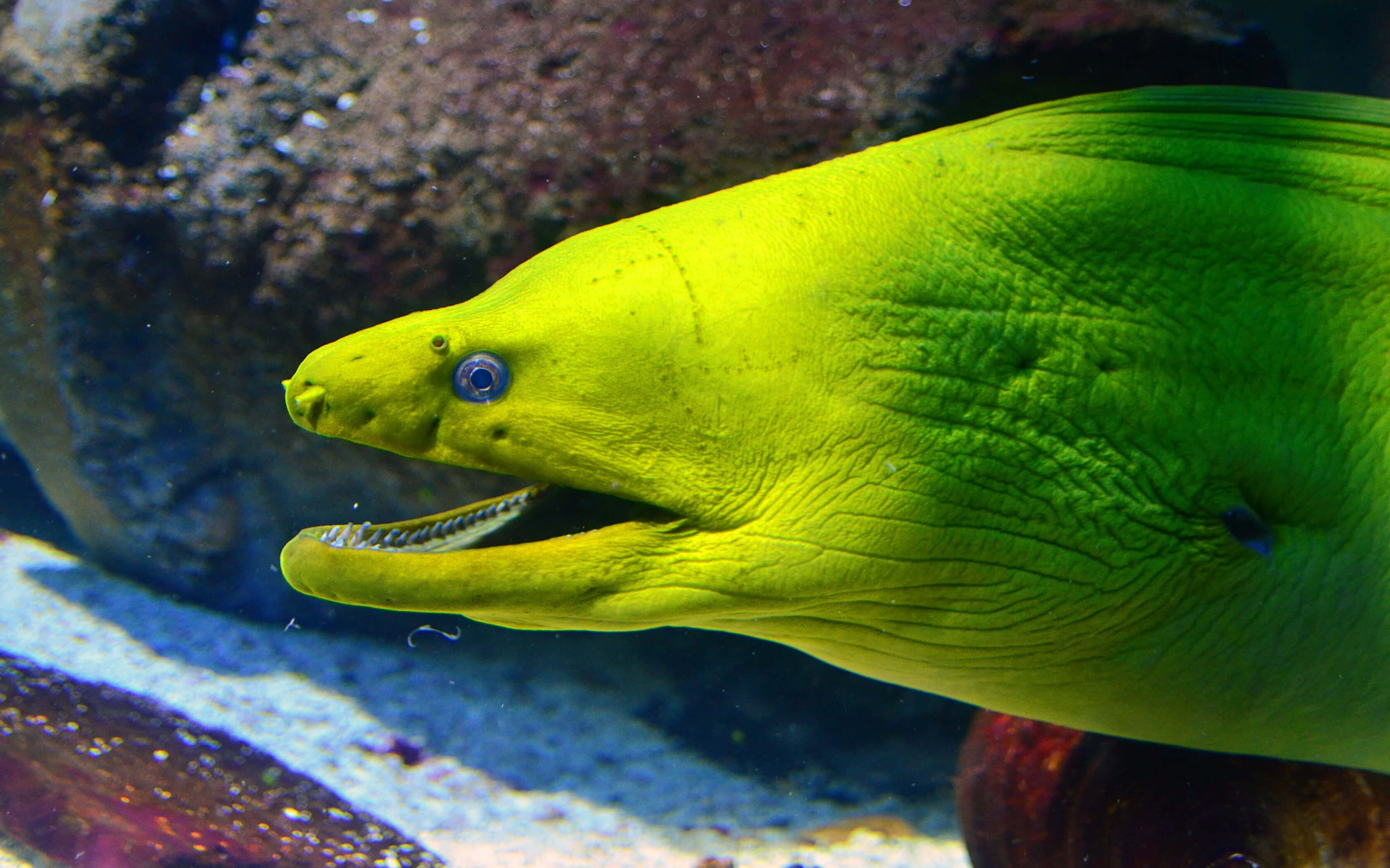 117 Fish That Start With M (Common Names) - Ocean Info