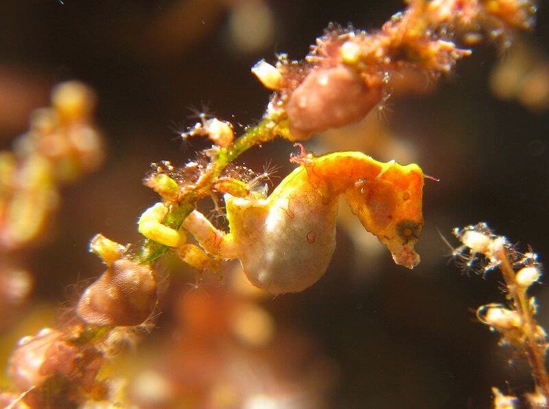 Top 7 Smallest Seahorse Species - Ocean Info