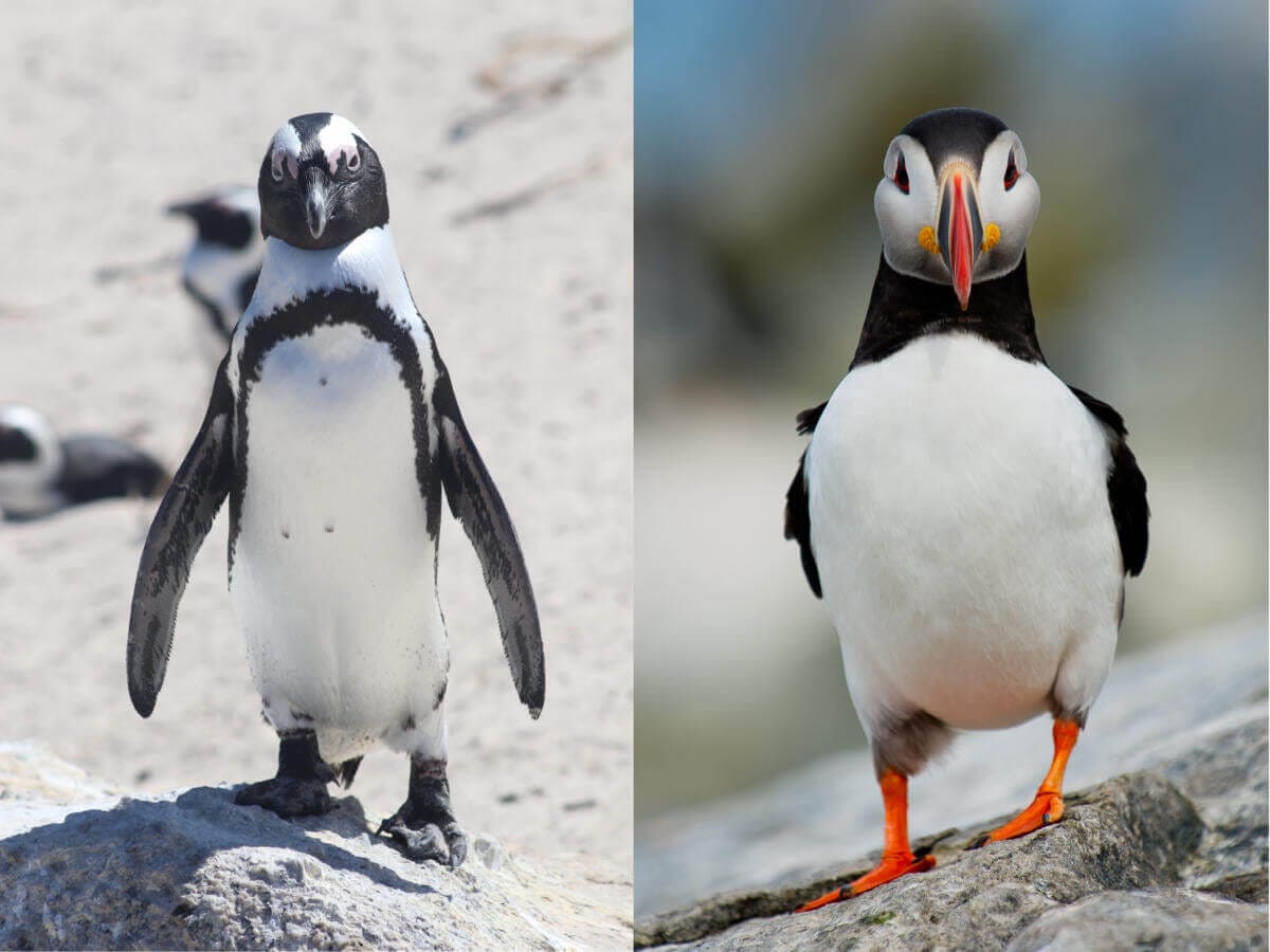 Penguin vs Puffin: Main Differences - Ocean Info