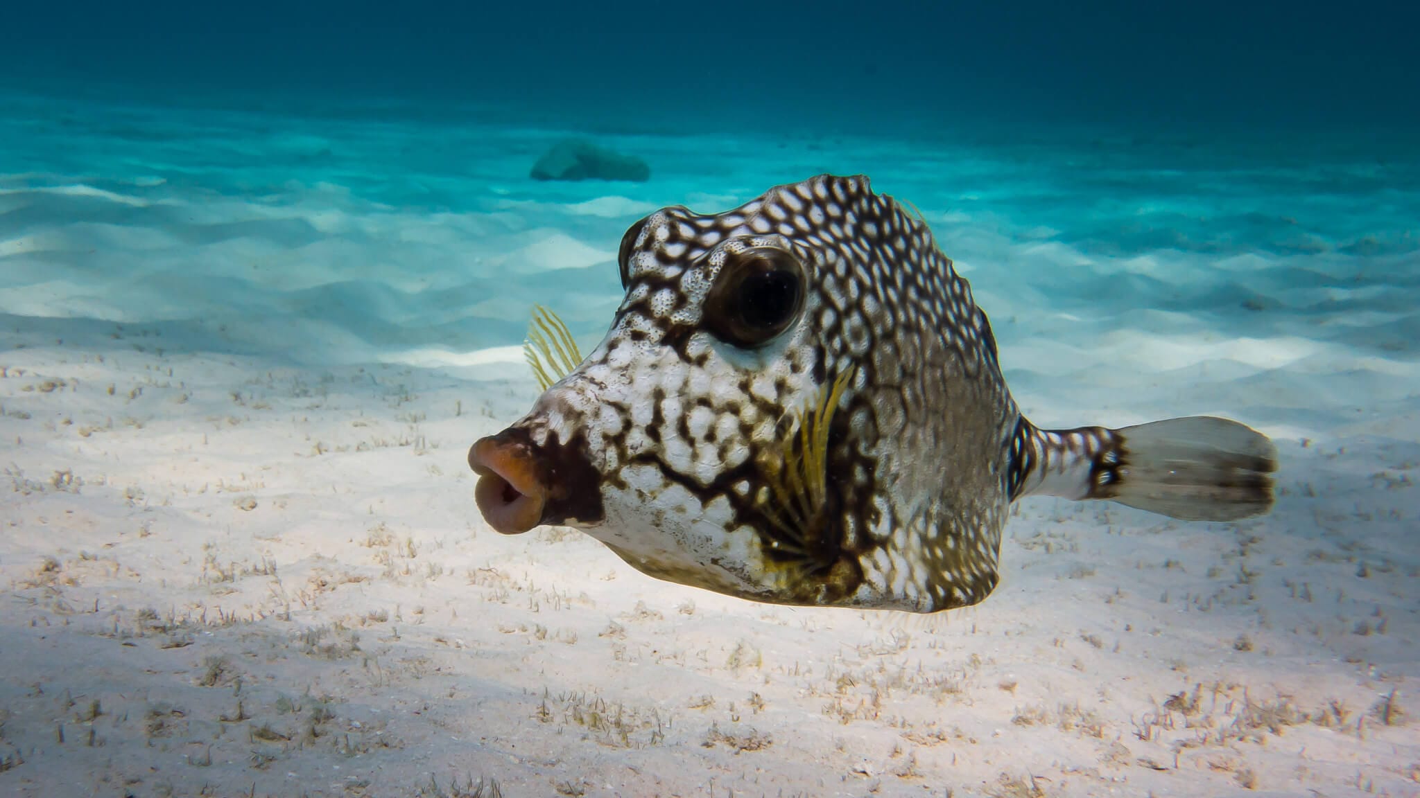 Smooth Trunkfish: A Unique Boxfish - Ocean Info