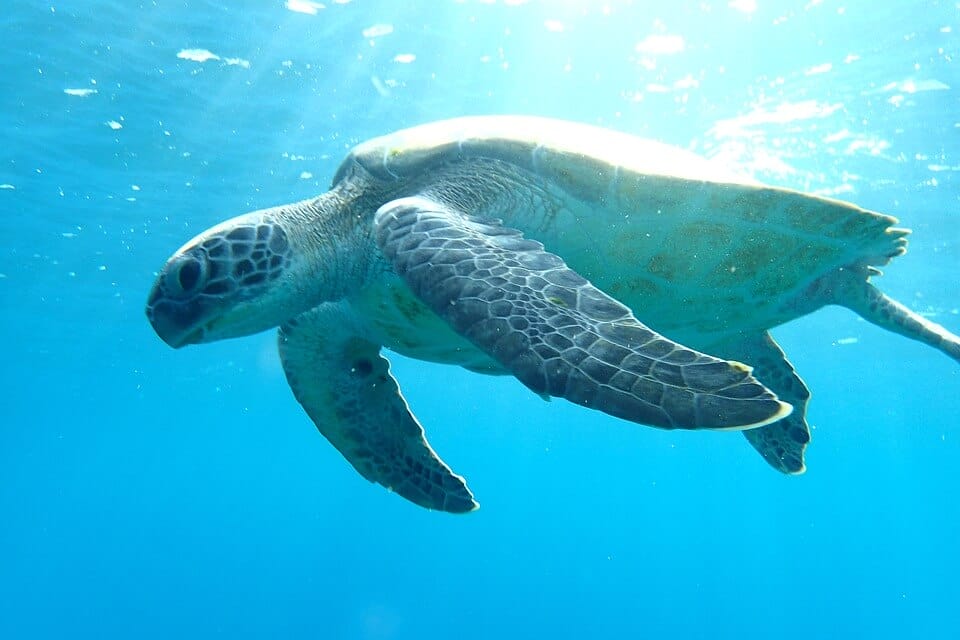 7 Types of Sea Turtles in the Oceans - Ocean Info