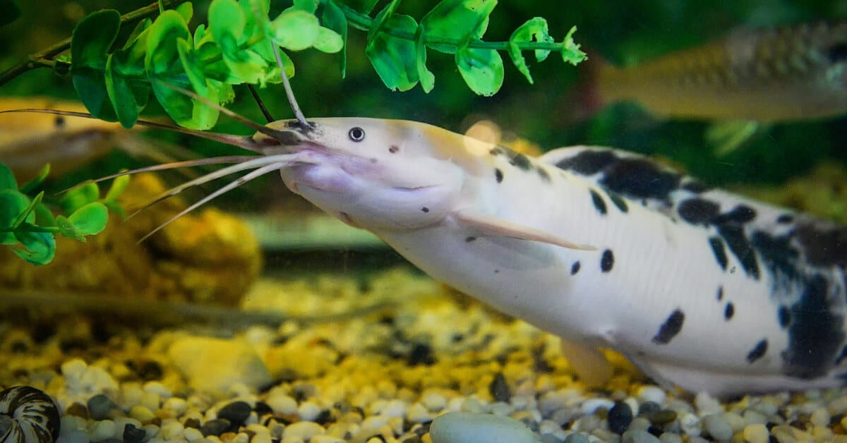Walking Catfish: A Fish Like No Other - Ocean Info