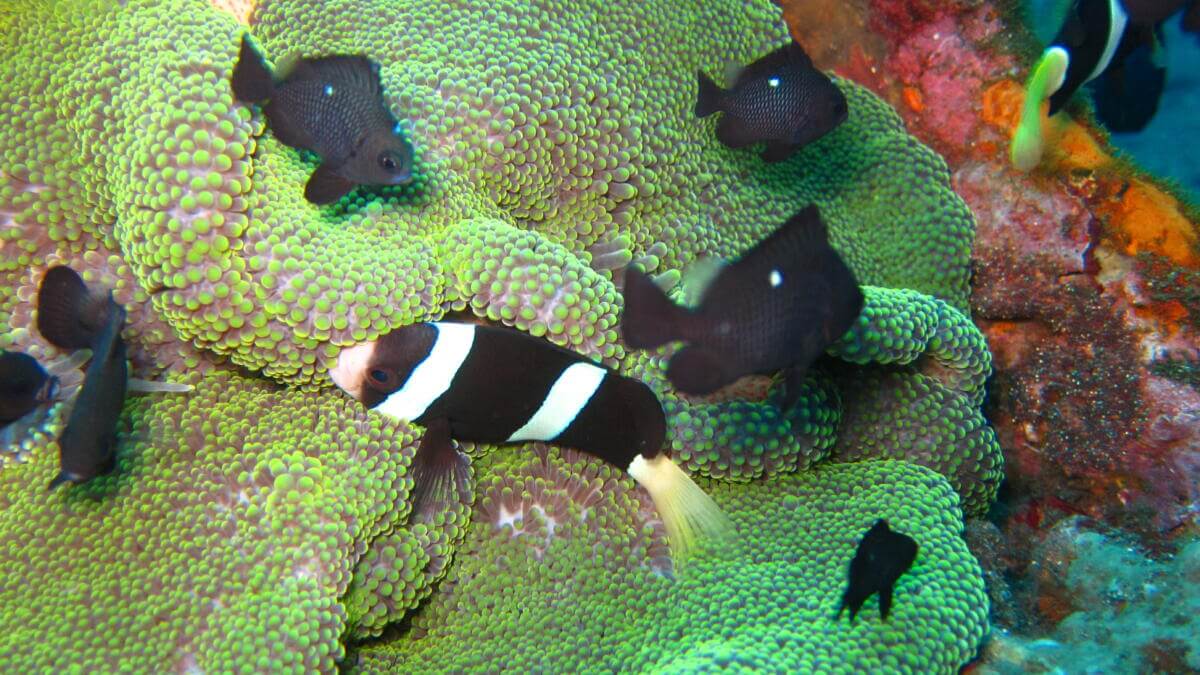 10 Clownfish Types: A Battle For The Most Striking - Ocean Info