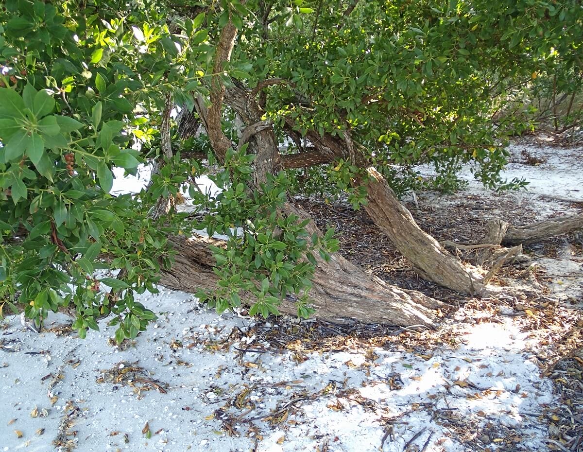 Buttonwood Mangrove: The Coastal Guardian - Ocean Info