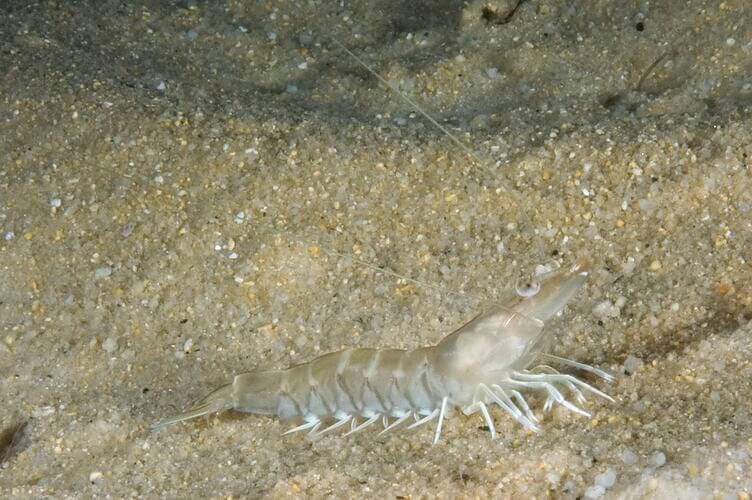 10 Biggest Shrimp and Prawn in the World - Ocean Info