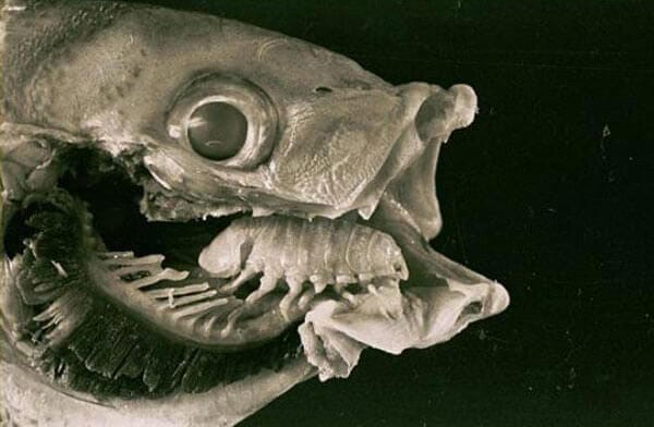 10 Common Symbiotic Relationships in the Ocean - Ocean Info