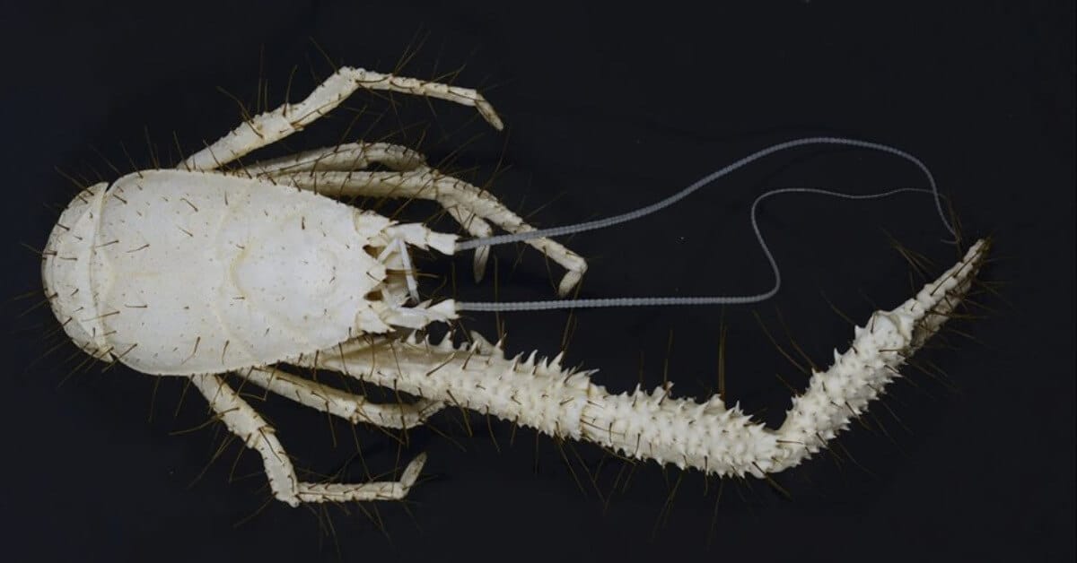 Yeti Crab (Kiwa hirsuta): All You Need to Know - Ocean Info