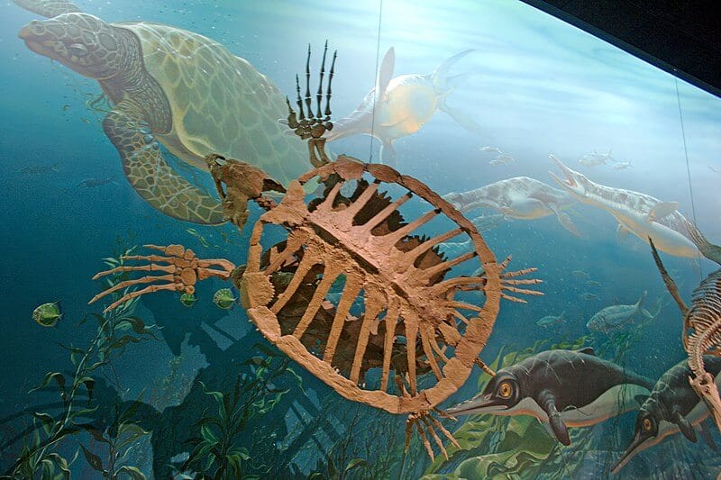 The Incredible Ancient Remnants of Ocean Life - Ocean Info