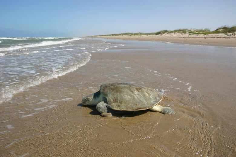 Olive Ridley Sea Turtle: A Common But Vulnerable Species - Ocean Info