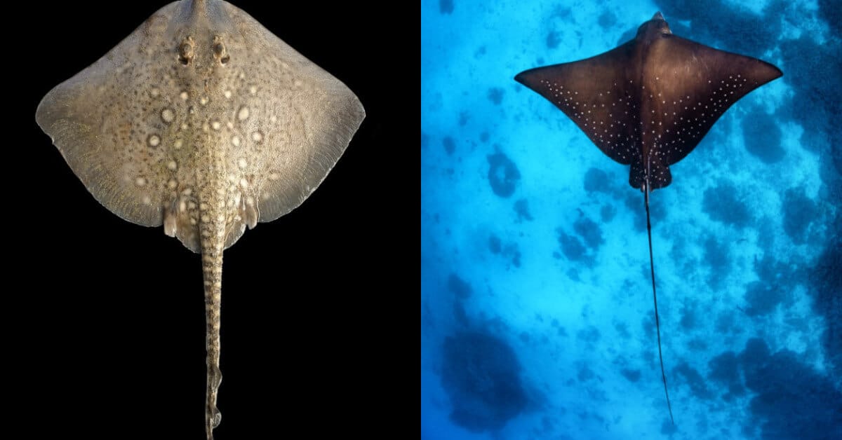 Skate vs Stingray: Main Differences - Ocean Info