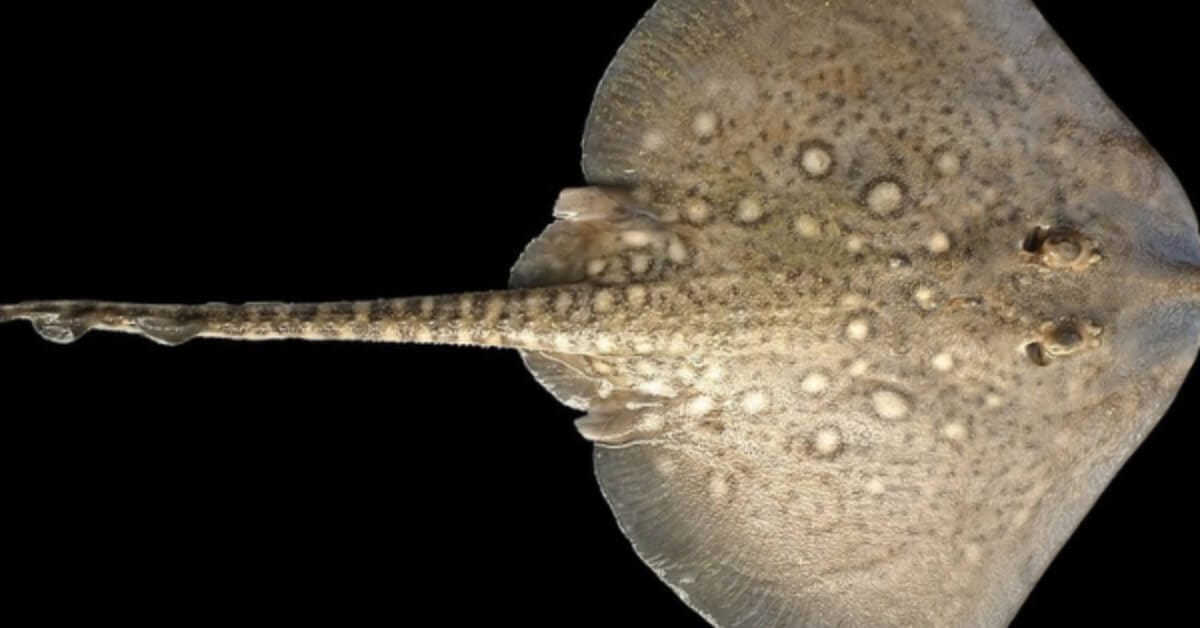 Skate vs Stingray: Main Differences - Ocean Info