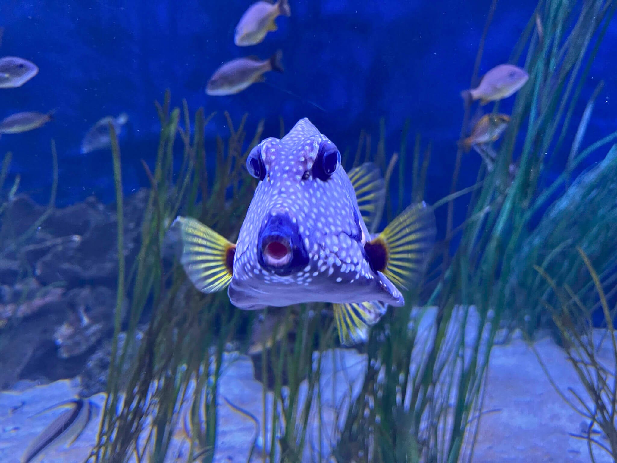 Smooth Trunkfish: A Unique Boxfish - Ocean Info