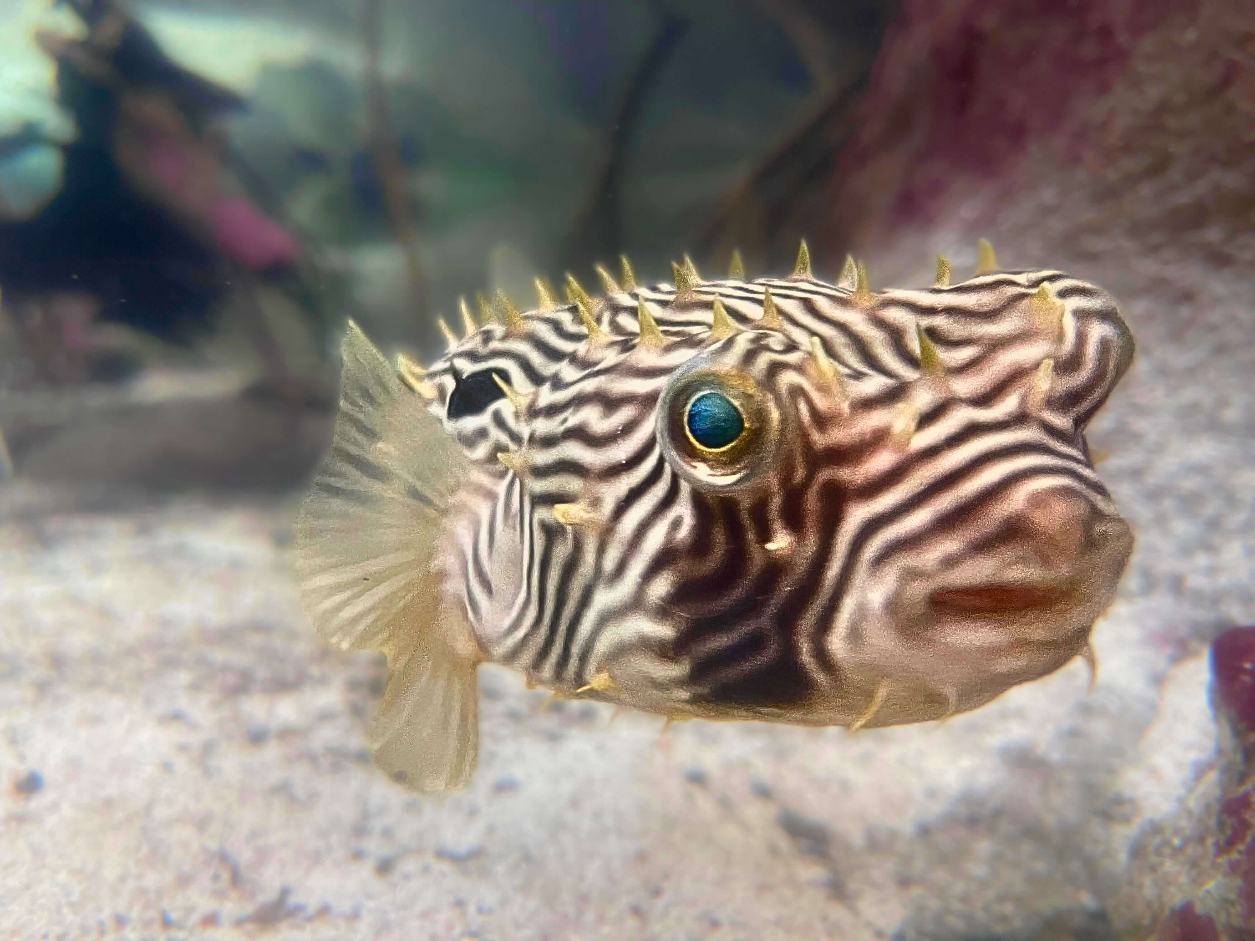 Striped Burrfish: The Tiny Puffers - Ocean Info
