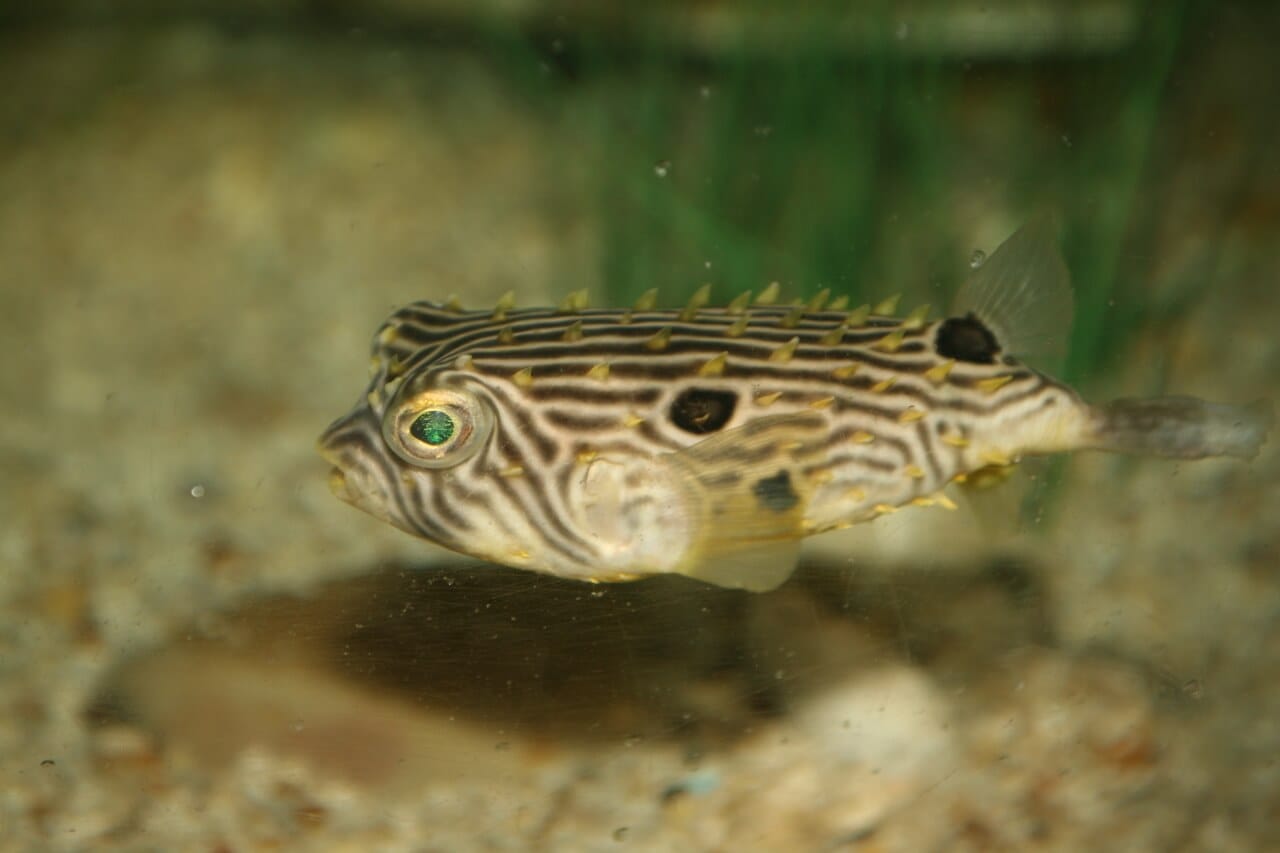 Striped Burrfish: The Tiny Puffers - Ocean Info