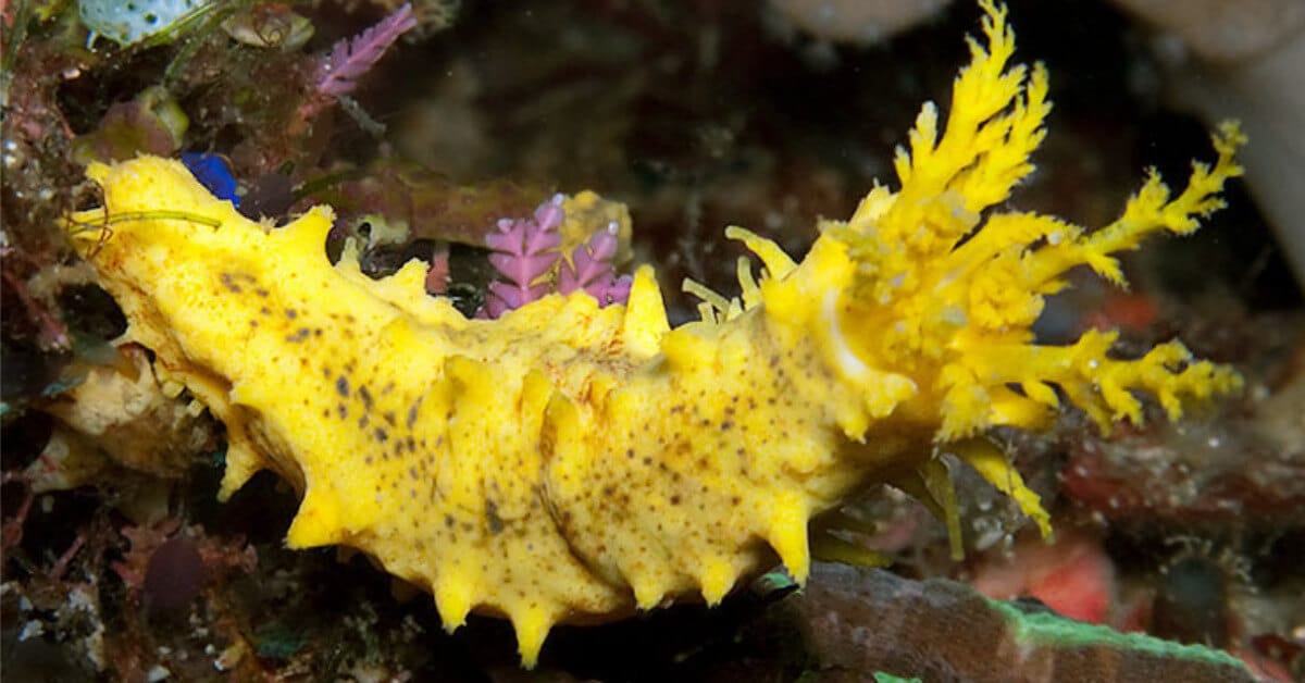 Sea Slug vs Sea Cucumber: Main Differences - Ocean Info