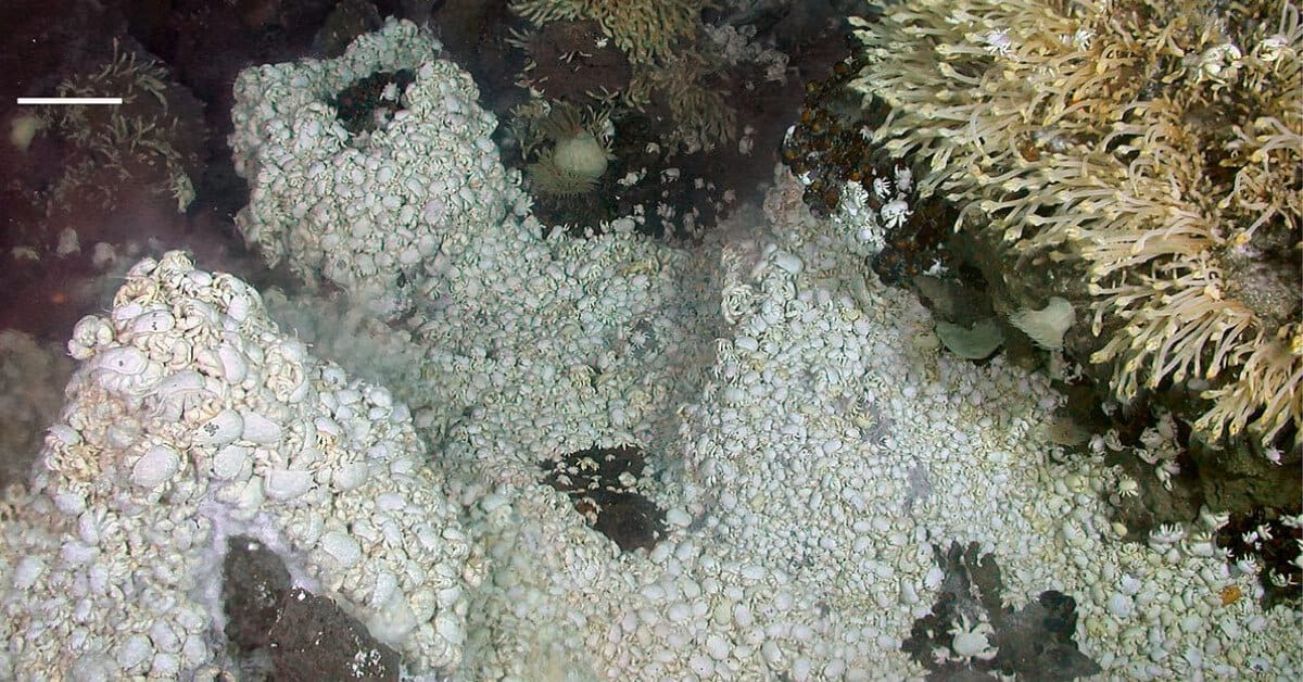 Yeti Crab (Kiwa hirsuta): All You Need to Know - Ocean Info