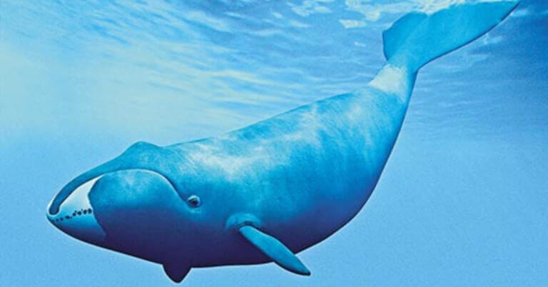 Bowhead Whale: Giants of the Arctic Seas - Ocean Info