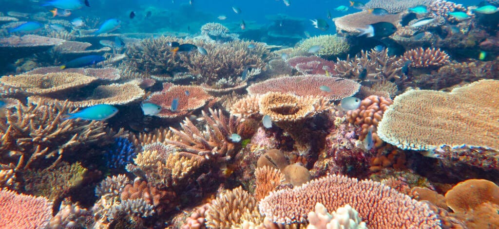 What are Soft Corals? - Ocean Info