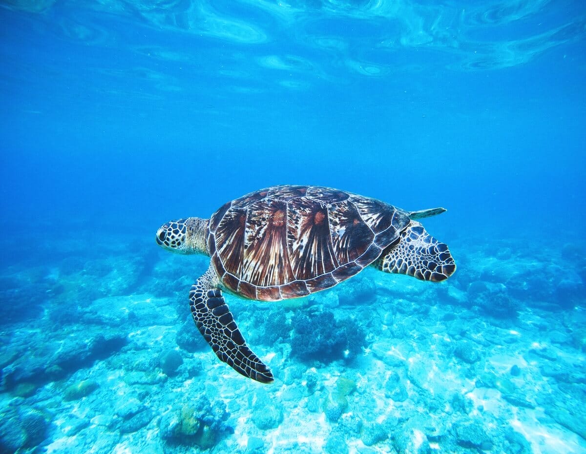 Hawksbill Sea Turtle: The Beautiful Tropical Inhabitants - Ocean Info