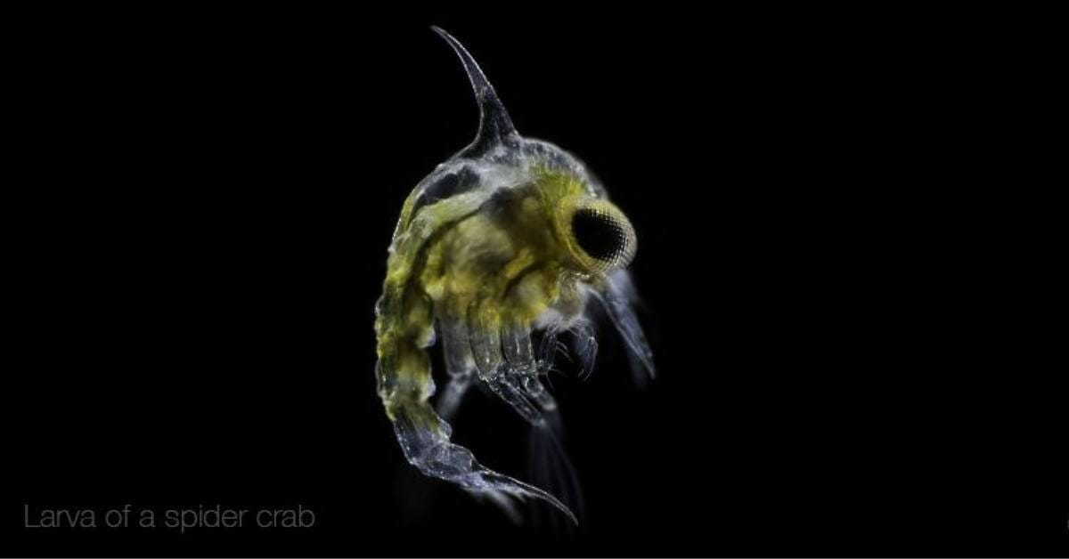 Japanese Spider Crab: The Giant of the Ocean Floor - Ocean Info