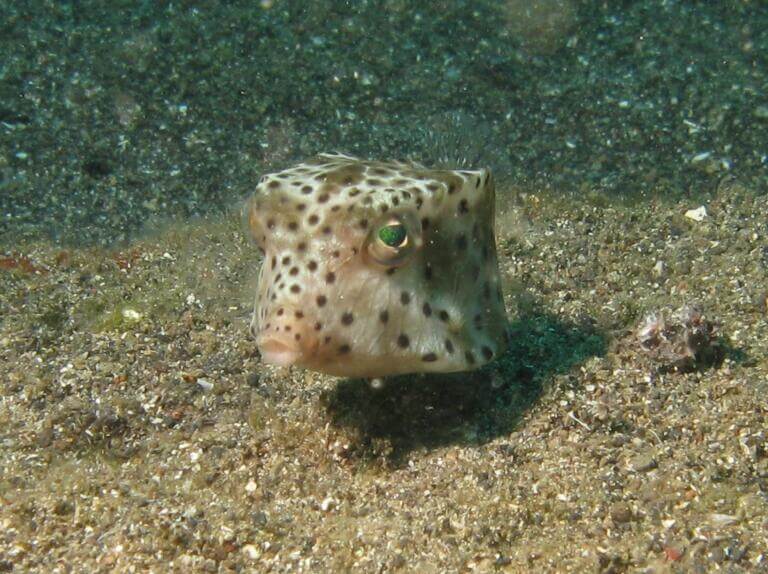 Boxfish: The Cuties of the Oceans Reefs - Ocean Info