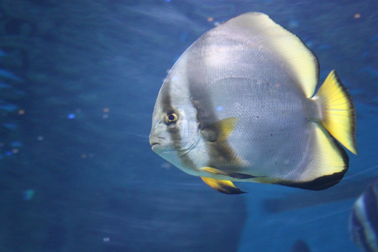 9 Cutest Fish Species To Your Heart - Ocean Info