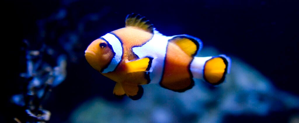 Cute fish store