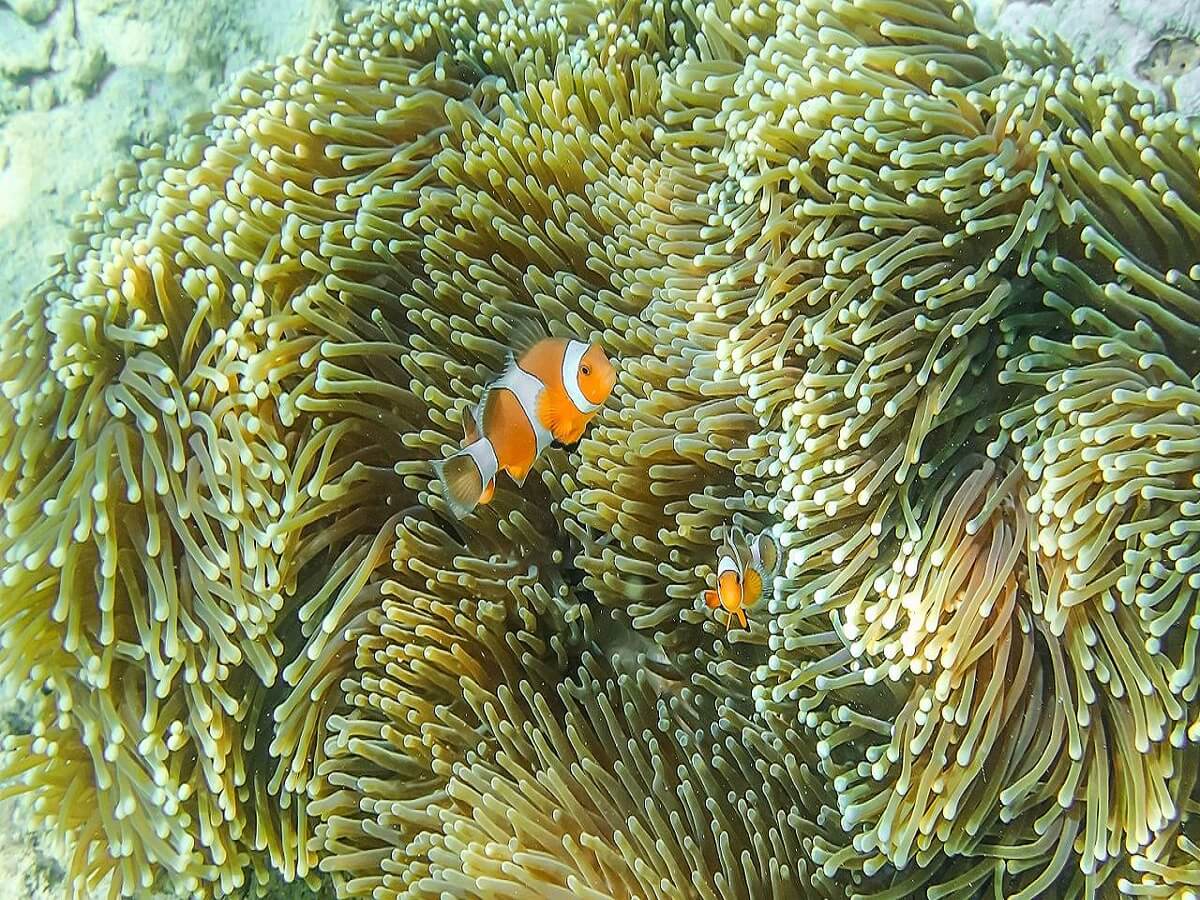 10 Common Symbiotic Relationships in the Ocean - Ocean Info