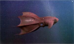 7 Creatures Thriving with Deep Sea Adaptations - Ocean Info