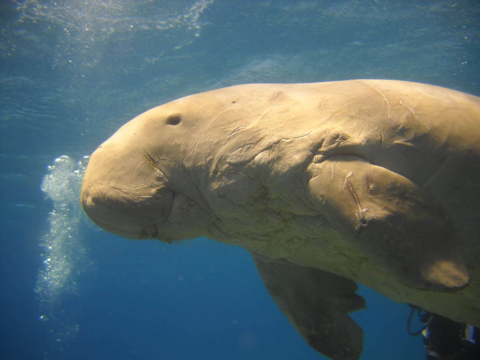 10 Aquatic Mammals You Need to Know - Ocean Info