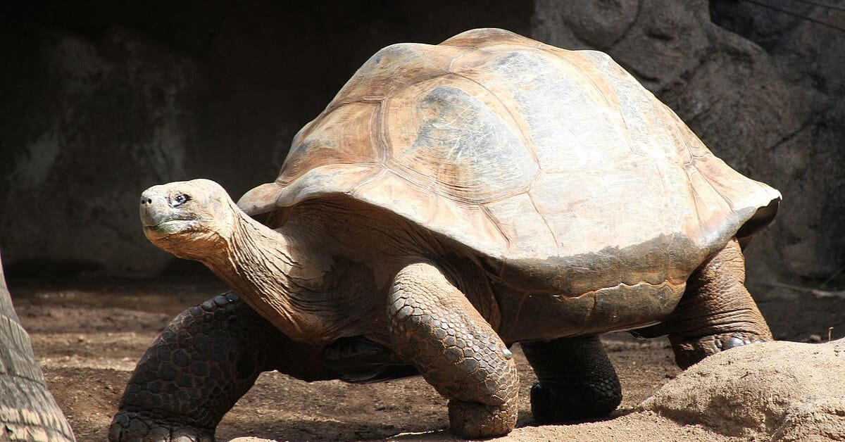 Galápagos Giant Tortoise: Living Dinosaur of the Galapagos
