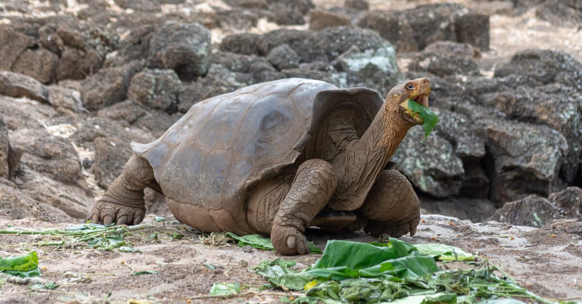 Galápagos Giant Tortoise: Living Dinosaur of the Galapagos