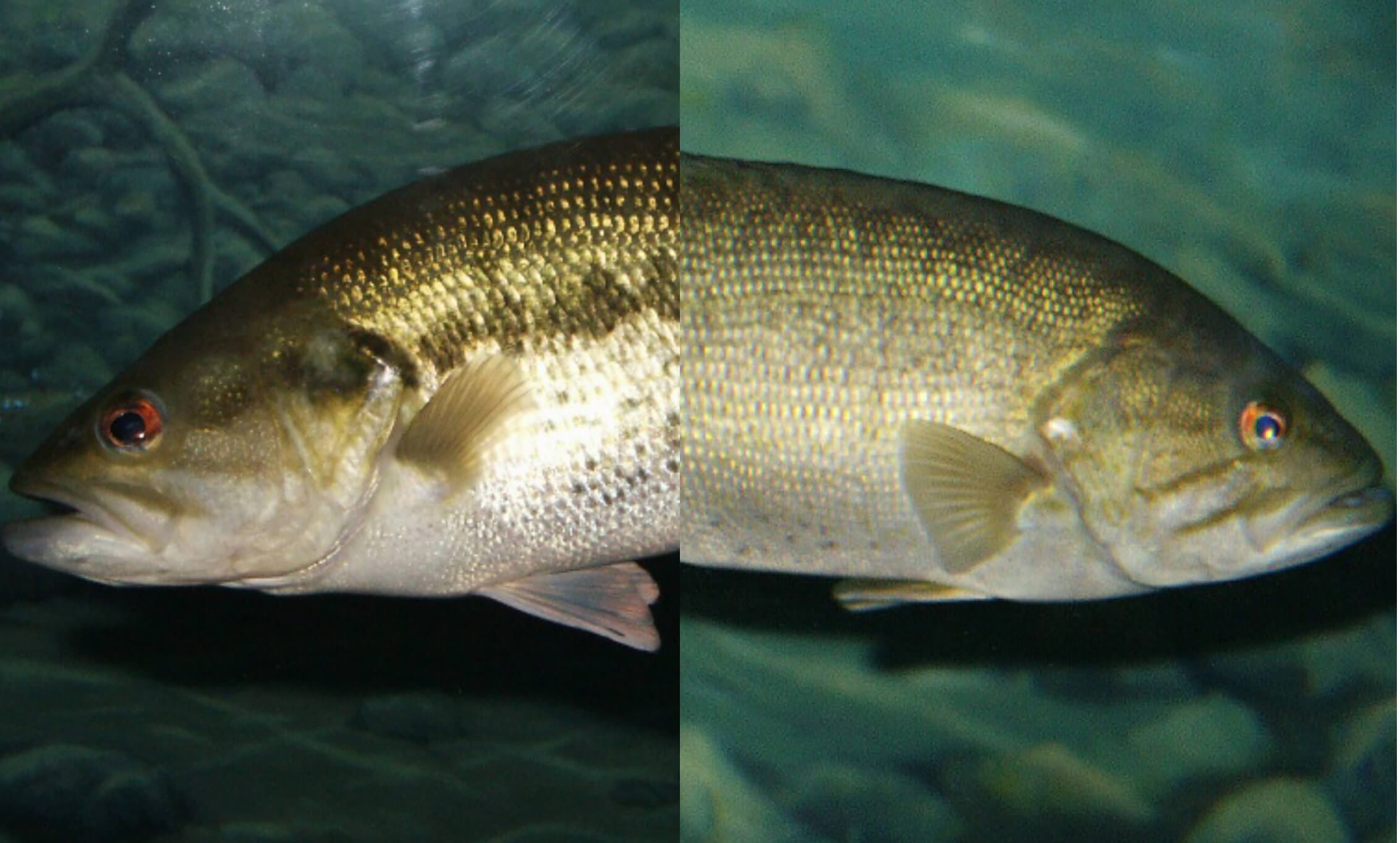 About Hamna Faizan - Author at Ocean Info