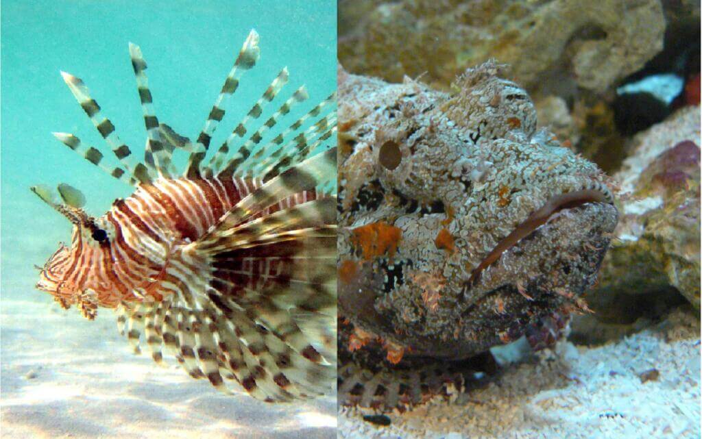 Flying Fish - The Fish That Can Really Fly - Ocean Info