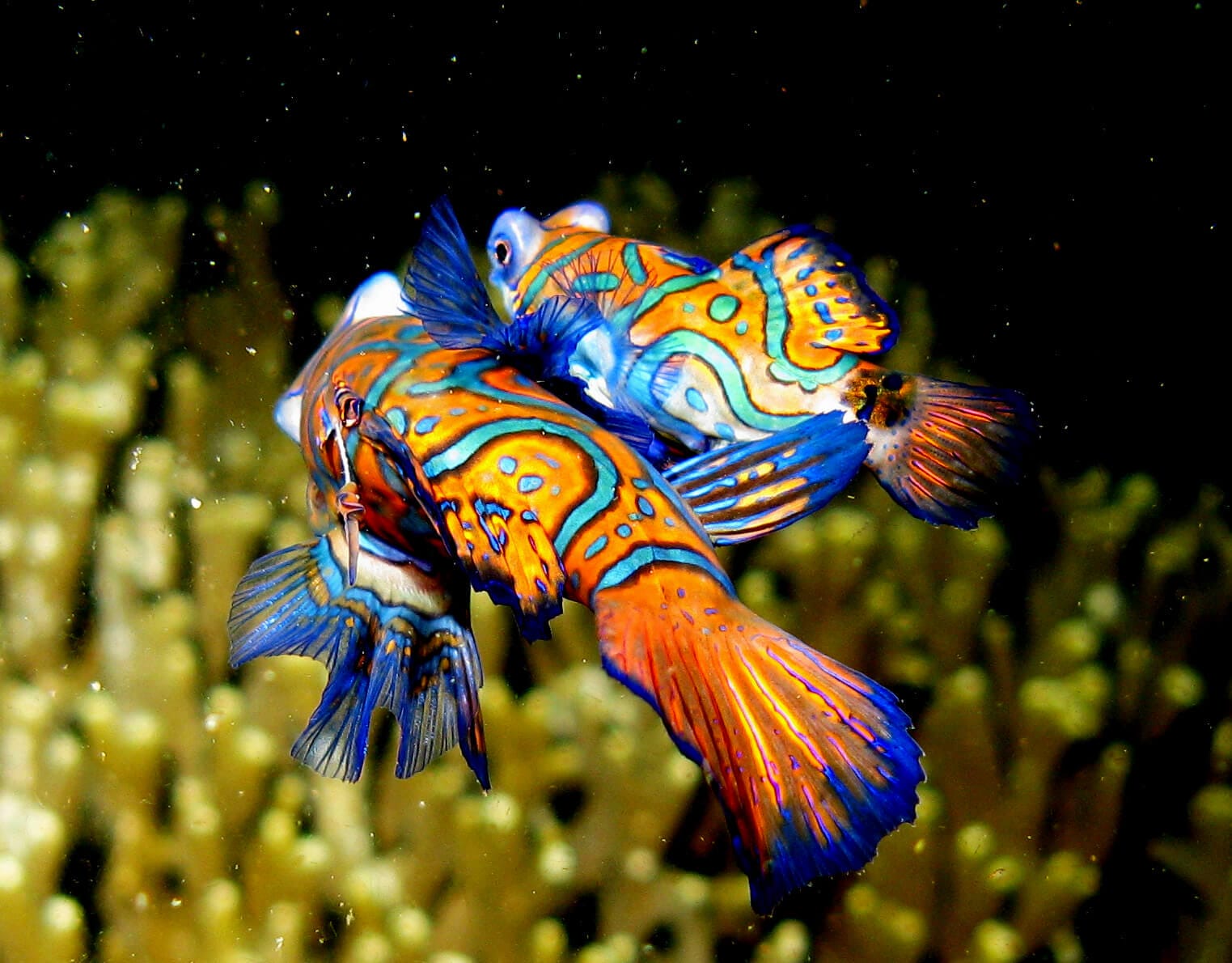 9 Cutest Fish Species To Your Heart - Ocean Info