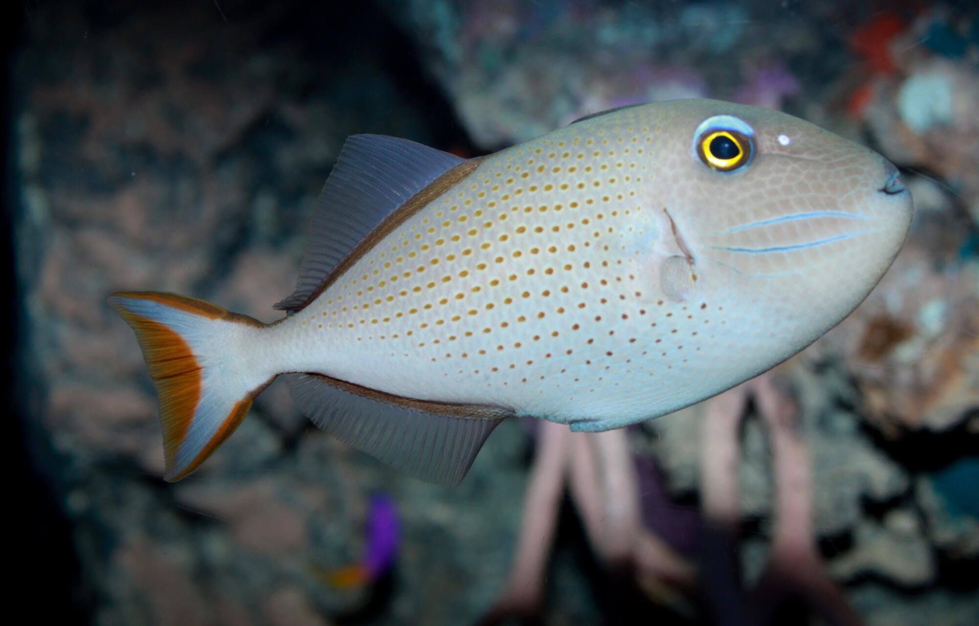 Triggerfish: The Grumpiest Fish in the Ocean - Ocean Info