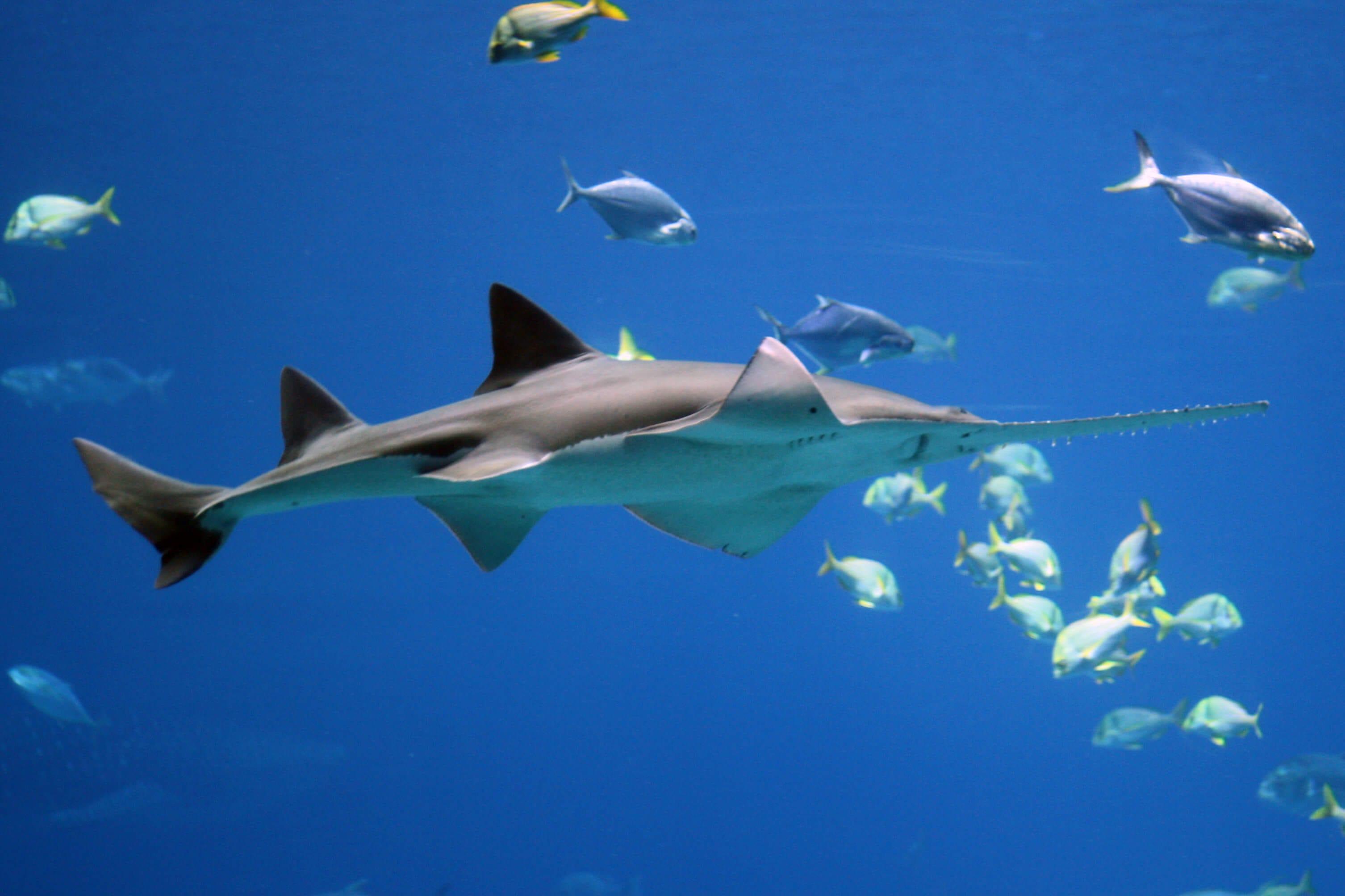 Sawfish: Facts, Species, Det, and More! - Ocean Info