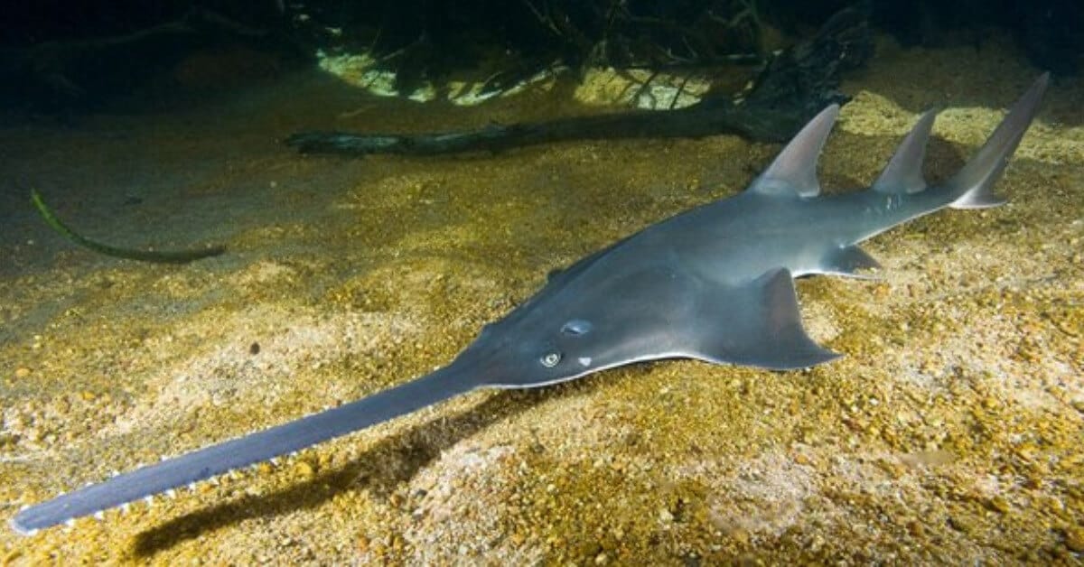 Sawfish: Facts, Species, Det, and More! - Ocean Info