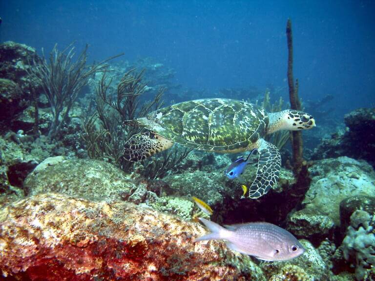 Hawksbill Sea Turtle: The Beautiful Tropical Inhabitants - Ocean Info