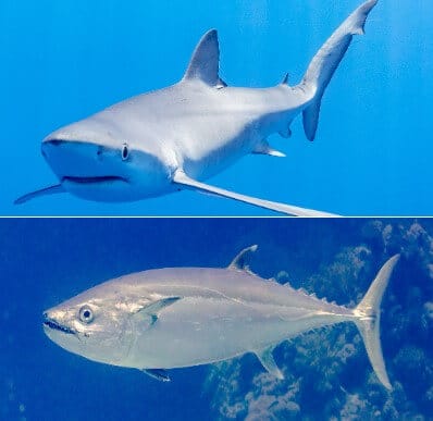 Cartilaginous Fish vs Bony Fish: Main Differences - Ocean Info