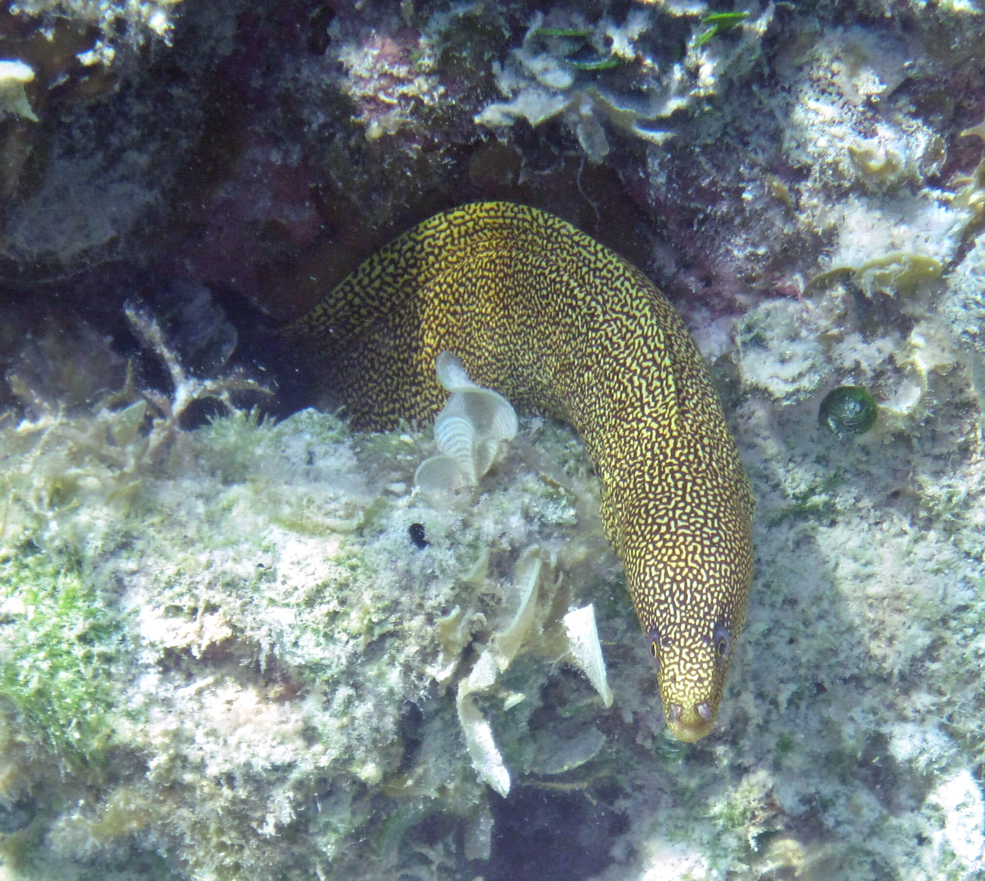 Banana Eel (Gymnothorax miliaris) - Ocean Info