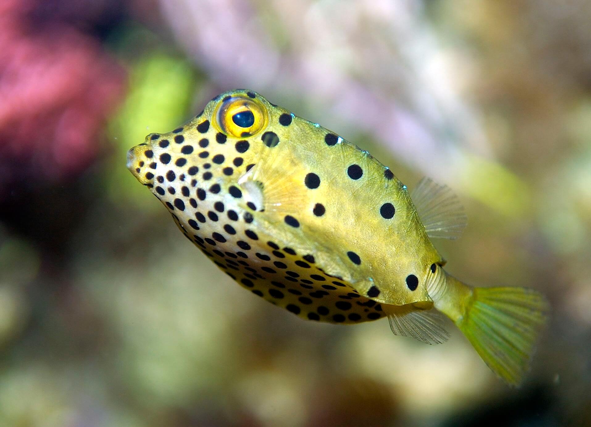 Boxfish: The Cube-Like Cutie of the Oceans Reefs - Ocean Info