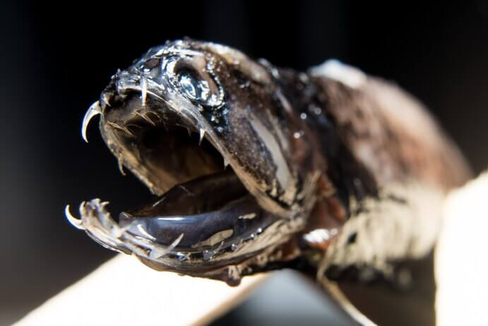 Dragonfish (family Stomiidae) - Ocean Info